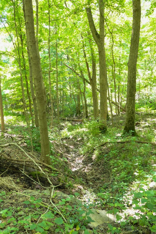 Shallow Gully through a Forest Stock Photo - Image of landscape ...