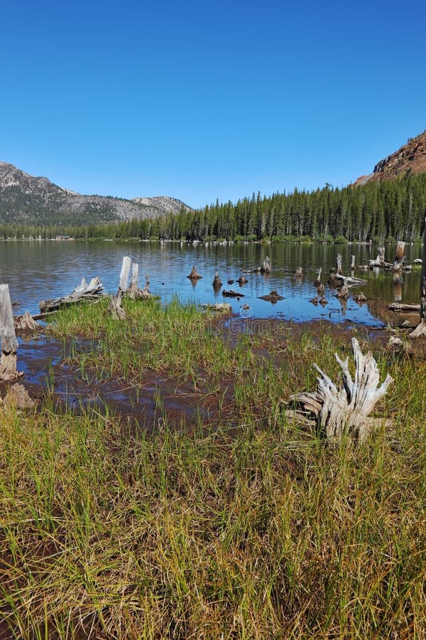 Shallow Lakes, Surrounded by Forest Stock Image - Image of outdoors ...