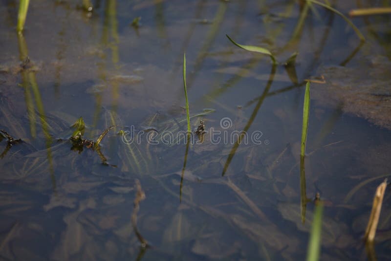 Shallow Marsh Water stock image. Image of background - 291168529