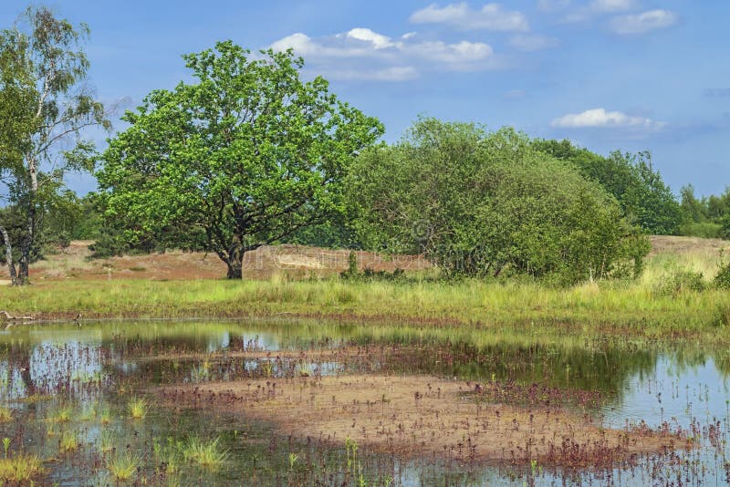 Heath Field with Distant Forest Stock Image - Image of growth, flower ...