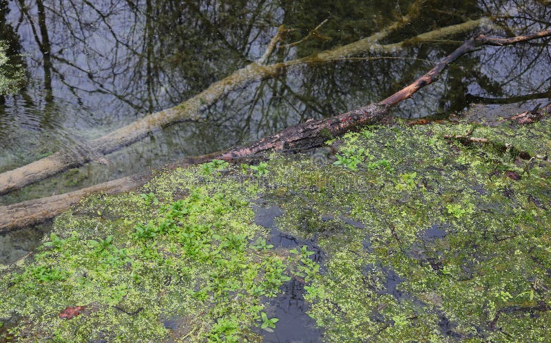 Transparent Fresh Drink Water in Plastic Bottle, Cut Out Isolated Stock ...