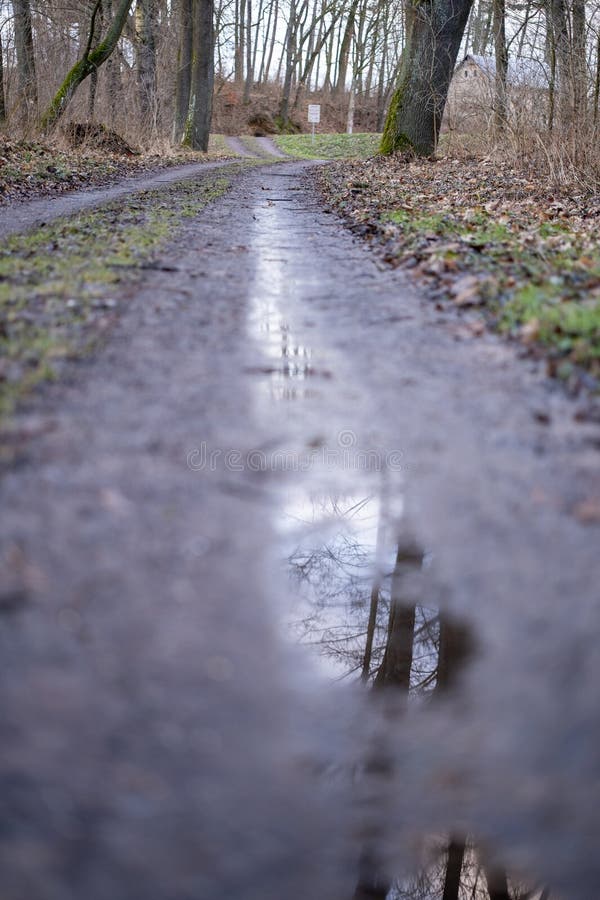 Puddle on Dirt Road Reflecting Trees in Early Spring Stock Image ...