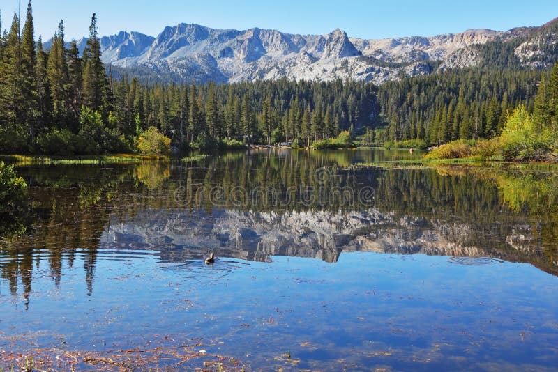 352 Mammoth Pine Tree Stock Photos - Free & Royalty-Free Stock Photos ...