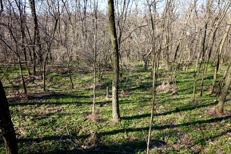 A Shallow Ravine in the Forest, Overgrown with Early Spring Grass ...