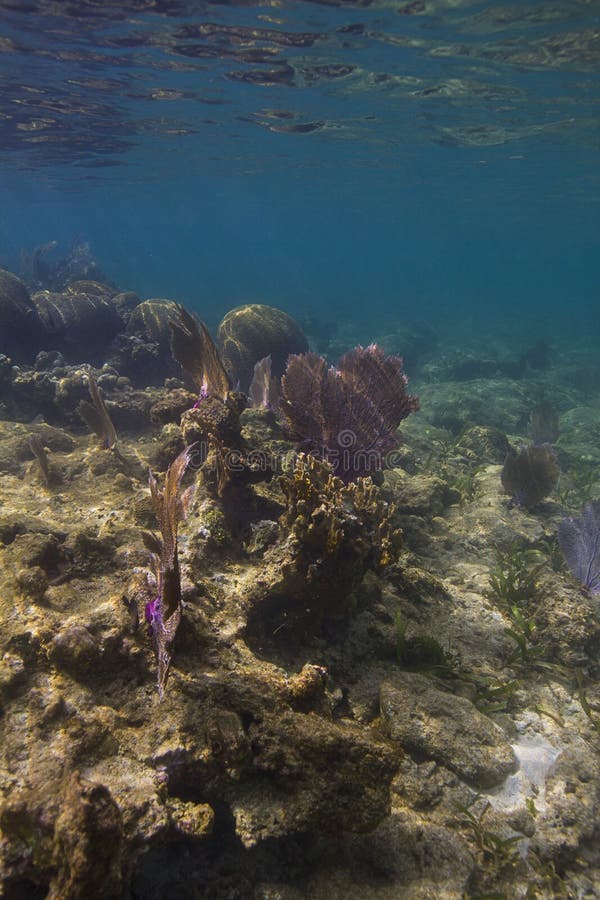 Shallow reef stock photo. Image of caribbean, soft, nature - 126157324