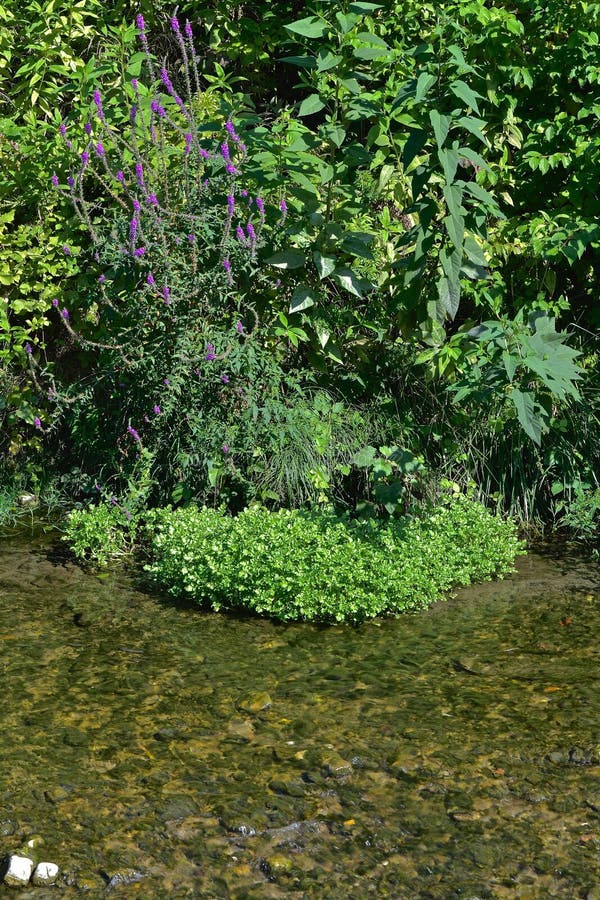Vegetation on the Banks of a Shallow River with a Rocky Bottom Stock ...