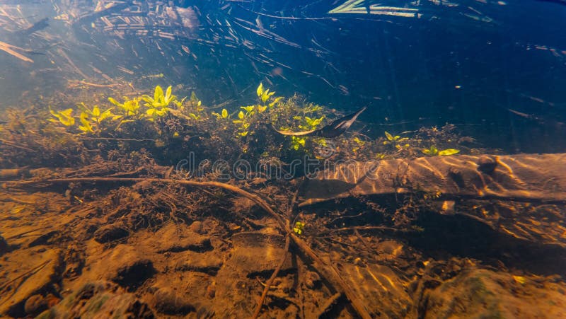 Shallow River Buher in Lityn, Sun Ray in Low Visibility Dirty Fast Flow ...