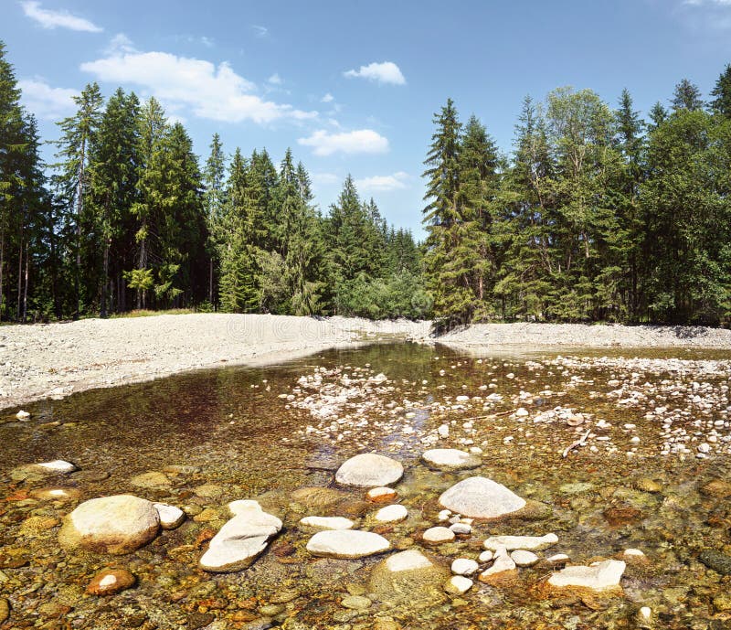 Shallow River Flowing in Forest, Sun Shines on Round Stones and Trees ...