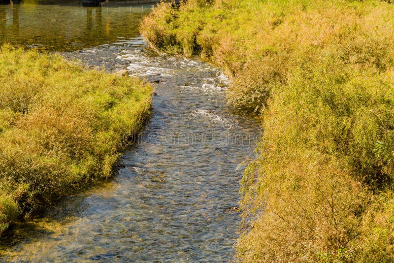 Shallow River Flowing through Tall Grass Stock Image - Image of coastal ...
