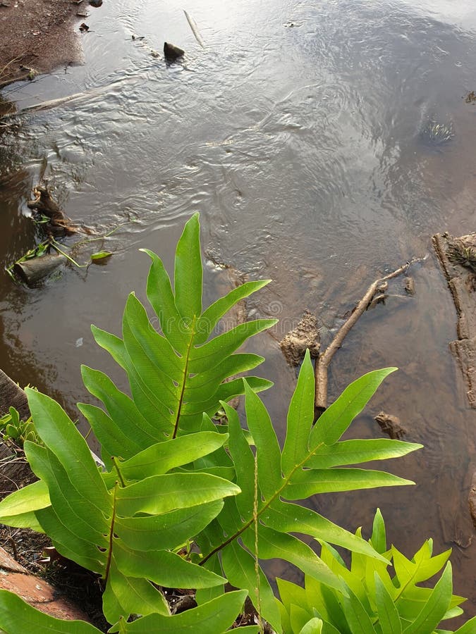 The shallow river stock photo. Image of shallow, cross - 199665574