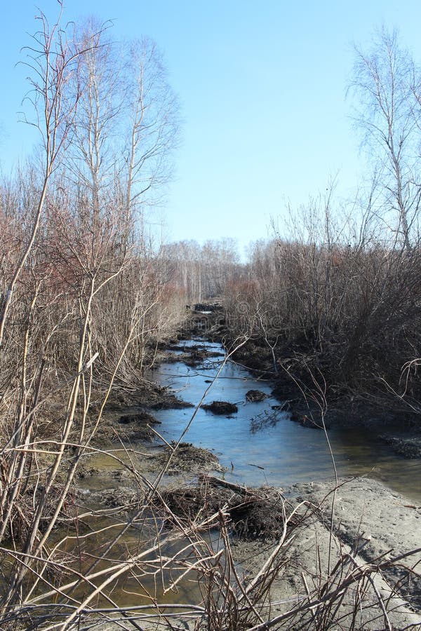 Shallow Riverbed Stream Dried Up Pond in the Bushes Stock Image - Image ...