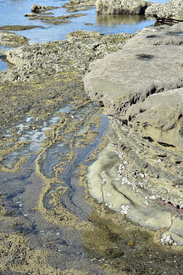Shallow Rock Pool Exposed during Low Tide Stock Image - Image of ...