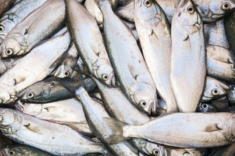 Shallow sea fish stock image. Image of fish, fresh, fishery - 26525499