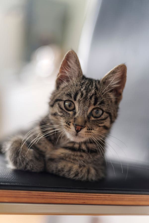 Shallow Shot of Tabby Cat on the Table with Blur Background Stock Photo ...
