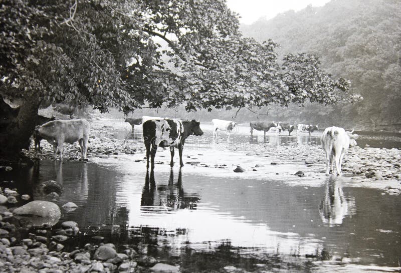 A Shallow Stream Picture. Image: 222402054