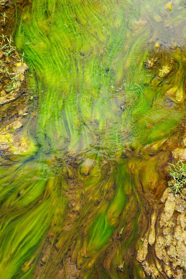 Shallow Stream with Bright Green Algae Stock Image - Image of green ...