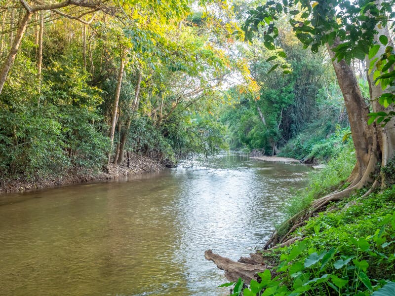 Shallow Stream Flow Along Green Forest Stock Image - Image of cool ...