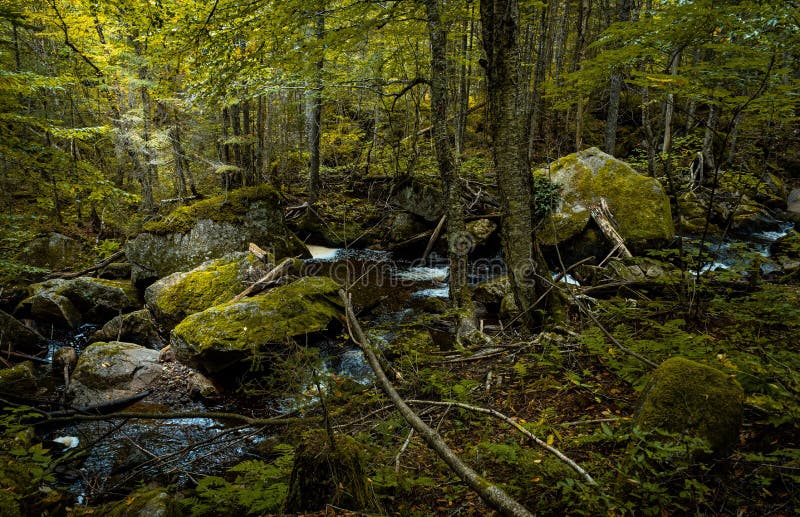 Shallow Stream Flowing through Mossy Rocks in Lush Green Forest Stock ...