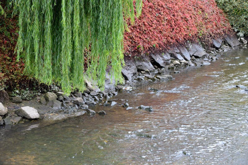 Shallow Stream in the Forest Stock Image - Image of fall, daylight ...