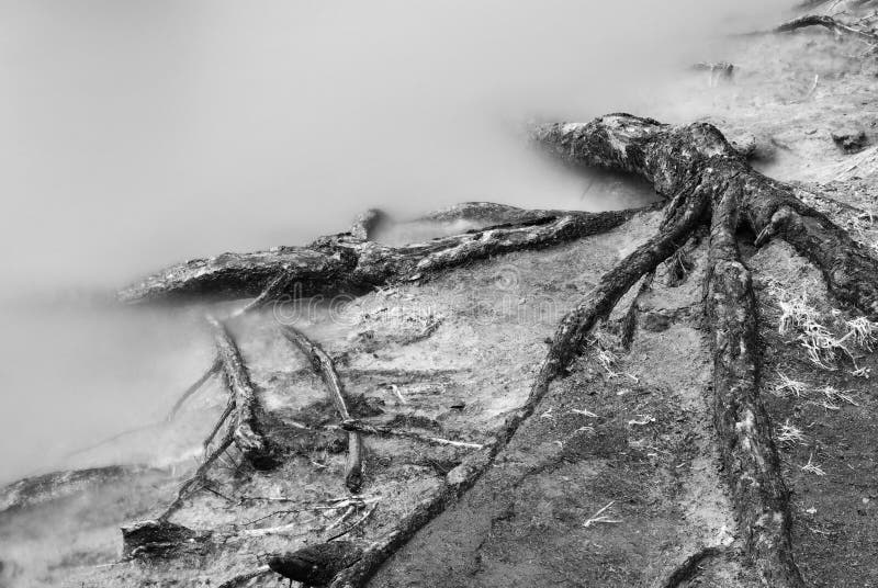 Shallow tree roots stock photo. Image of shore, white - 176168382