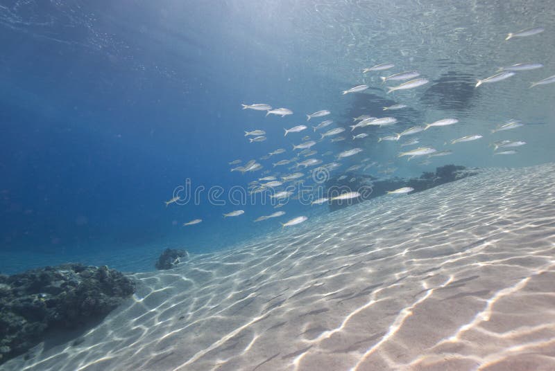 Shallow tropical bay stock photo. Image of horizontal - 12452812