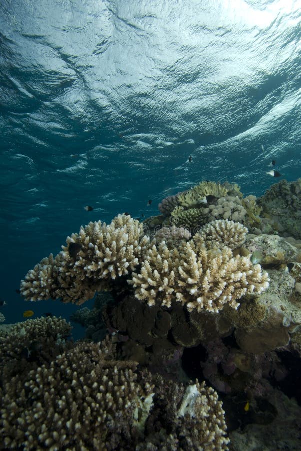 Shallow Tropical Coral Reef Stock Image - Image of marine, views: 12451789