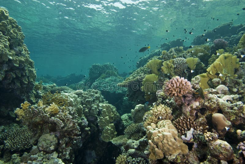 Reefscape in the Shallows, Underwater. Stock Photo - Image of marine ...