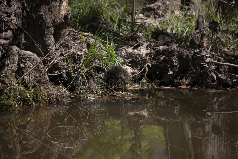 Shallow Water stock image. Image of growing, botany - 253429775