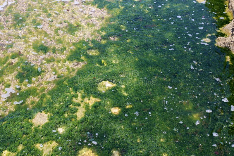 Shallow water color stock image. Image of river, leaves - 144799031