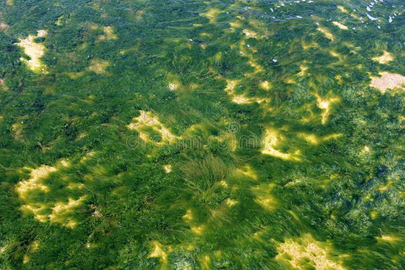 Shallow water color stock image. Image of offshore, morning - 144799279