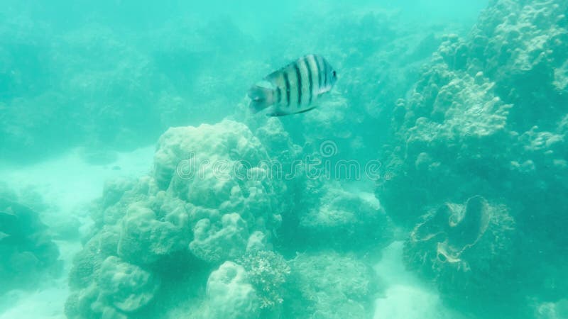 Shallow Water Coral with Fish, Shellfish and Beautiful Sea Creatures ...