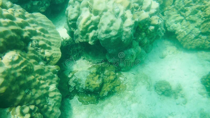 Shallow Water Coral with Fish, Shellfish and Beautiful Sea Creatures ...