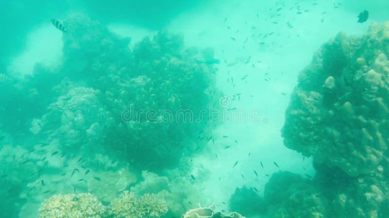 Shallow Water Coral with Fish, Shellfish and Beautiful Sea Creatures ...