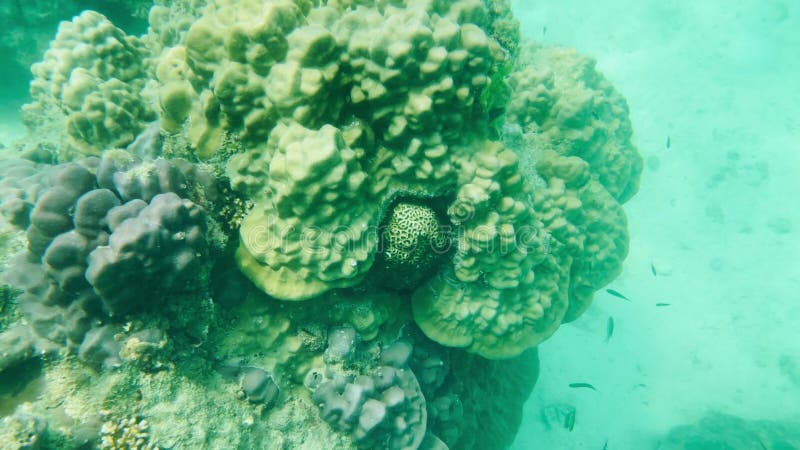 Shallow Water Coral with Fish, Shellfish and Beautiful Sea Creatures ...