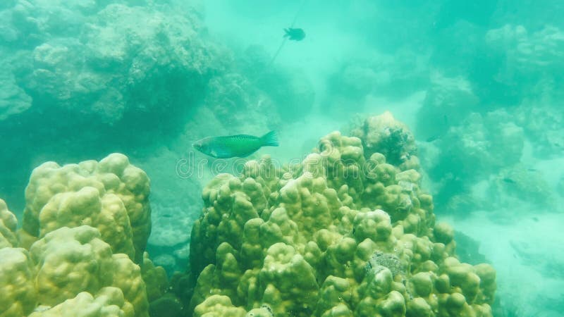 Shallow Water Coral with Fish, Shellfish and Beautiful Sea Creatures ...