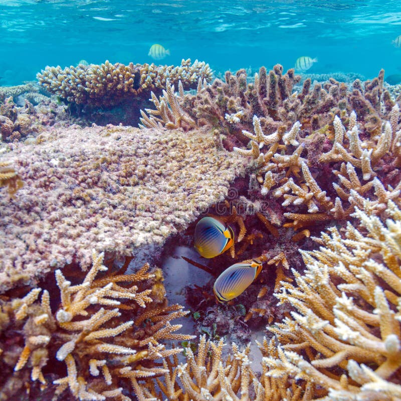Shallow Water Coral Reef stock photo. Image of environment - 62223658