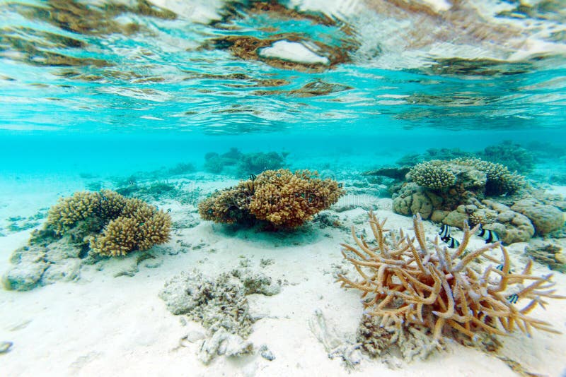 Shallow Water Coral Reef stock image. Image of ecology - 63799969