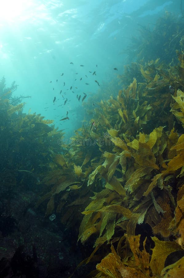 Shallow water kelp forest stock photo. Image of color - 42611578