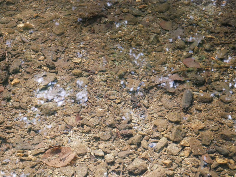 The Shallow Water of the Mountain Stream, Very Refreshing Stock Image ...