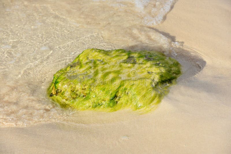 Shallow Waters Surrounding a Rock Coated in Algae Stock Image - Image ...