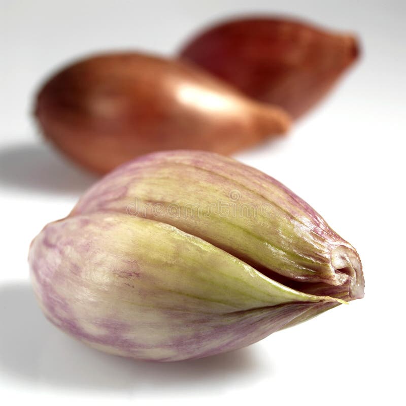 Shalott, Allium Escalonicum Against White Background Stock Image ...