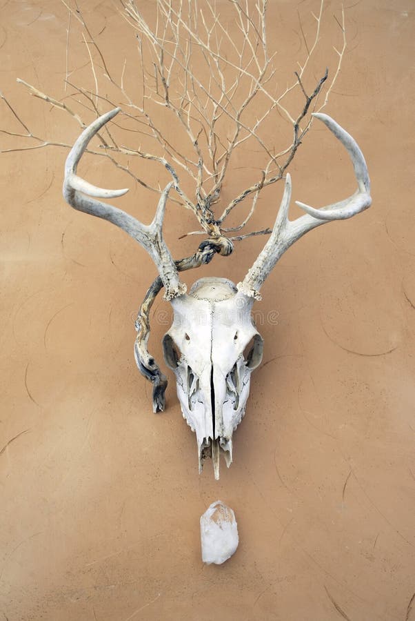Shaman Totem Deer Skull stock photo. Image of biology - 2573626