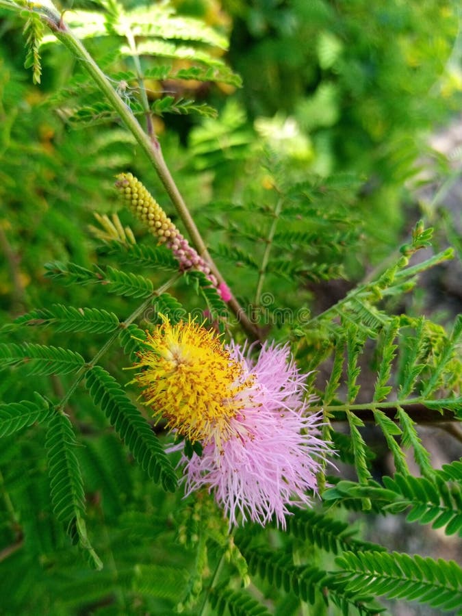 Shami Tree Flower Amazing Plant Stock Image - Image of plant, shami ...