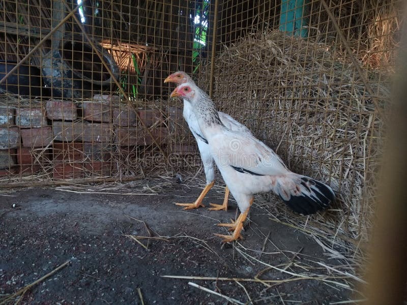 Shamo Shamo Also Known As Gamecocks. Stock Photo - Image of ducks ...