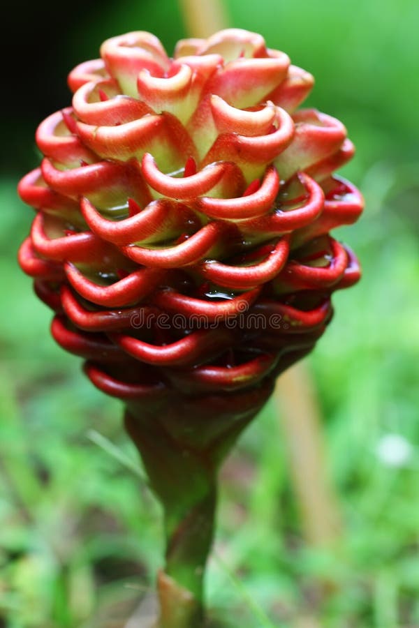 Shampoo Ginger Flower stock photo. Image of outdoors - 38082566