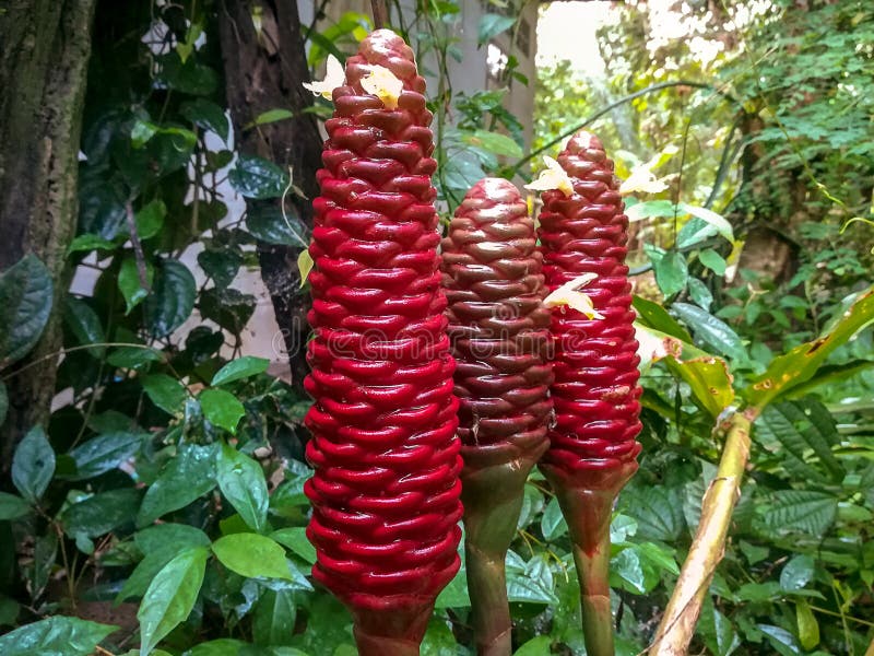 Shampoo Ginger Plant stock image. Image of beautiful - 122166111