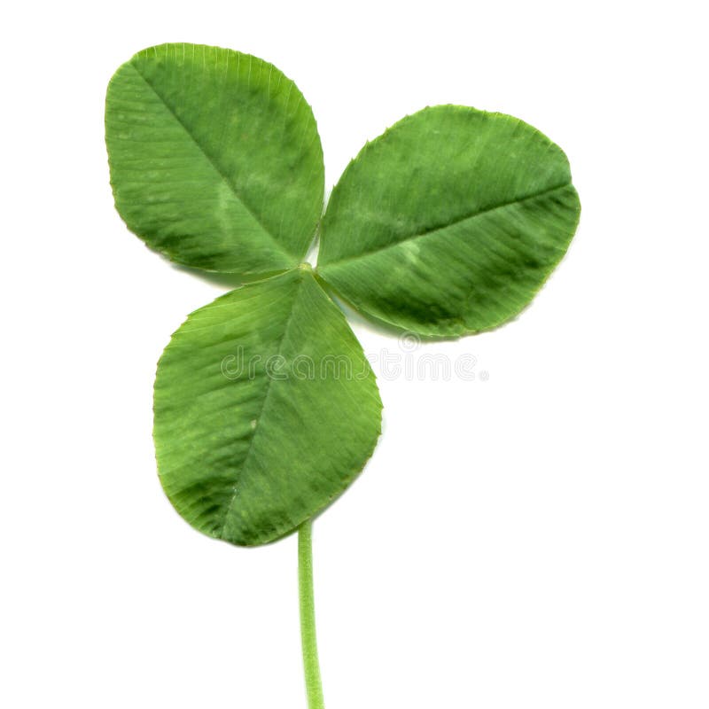 Shamrock stock photo. Image of clover, meadow, water, garden - 9032498