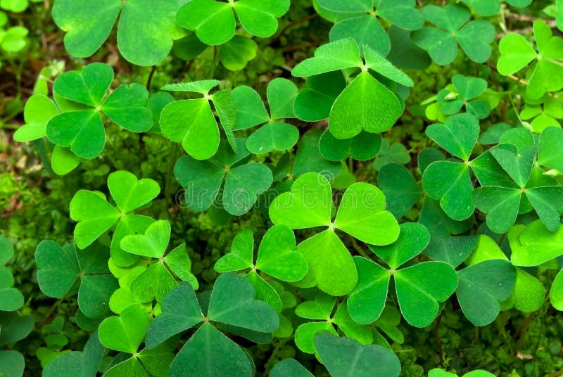 Shamrock stock image. Image of ireland, natural, closeup - 16034395