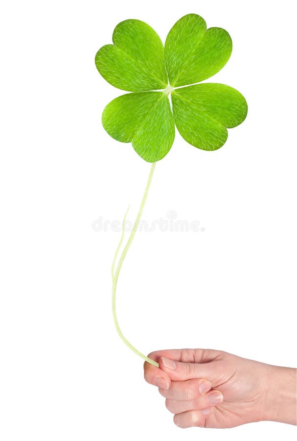 Shamrock stock photo. Image of clover, grass, close, bright - 23561638