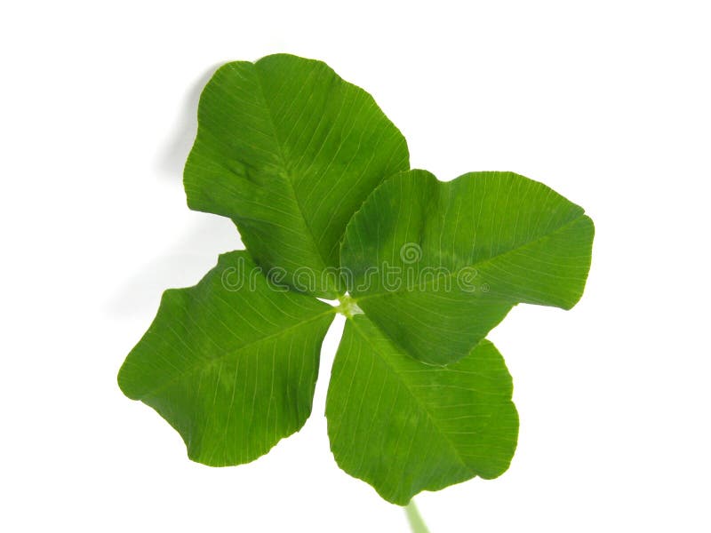 Shamrock stock photo. Image of clover, meadow, water, garden - 9032498